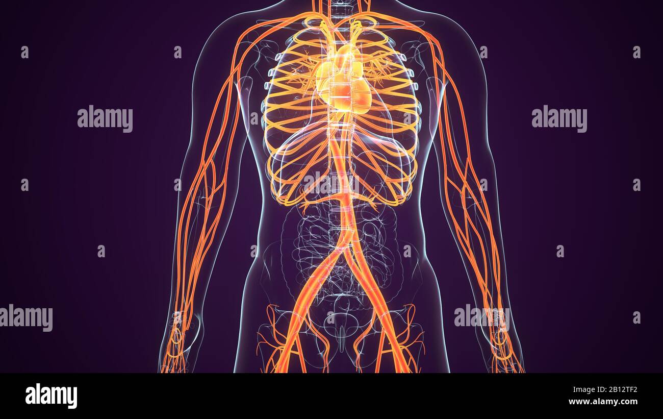 3d render of human digestive system Stock Photo - Alamy