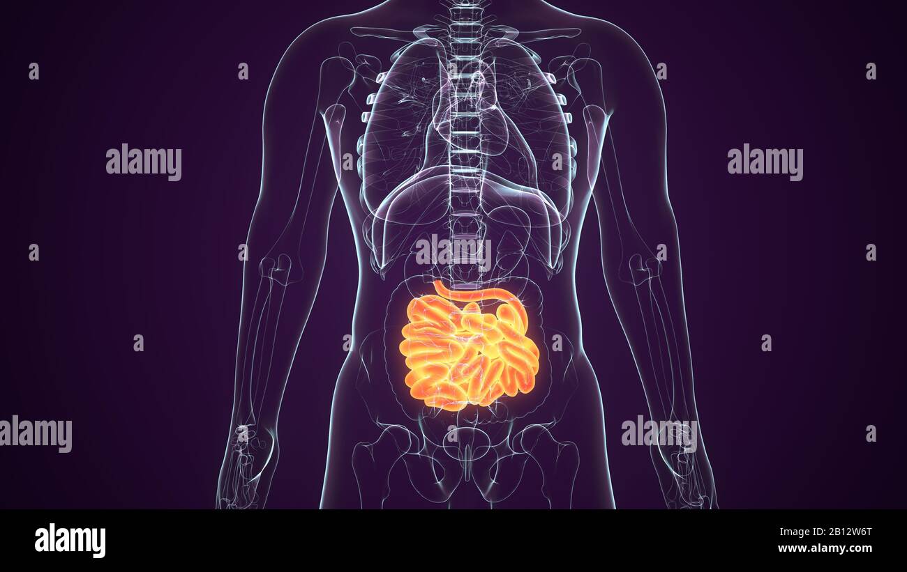 3d render of human digestive system Stock Photo - Alamy