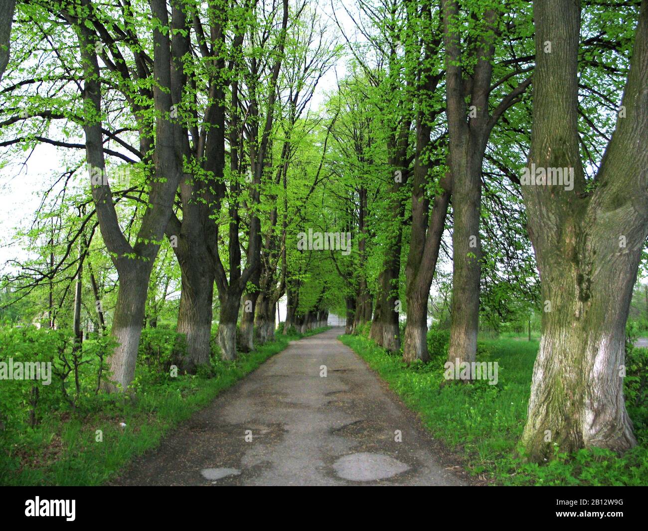 Pathway among pine trees hi-res stock photography and images - Alamy