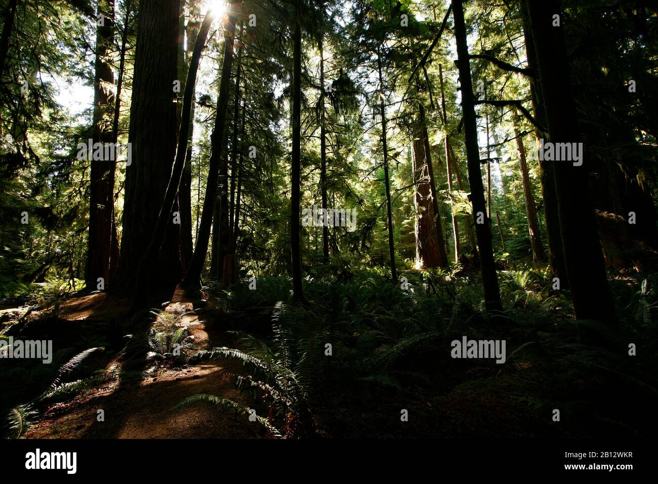 Cathedral grove. MacMillan Provincial Park. Vancouver island. British ...