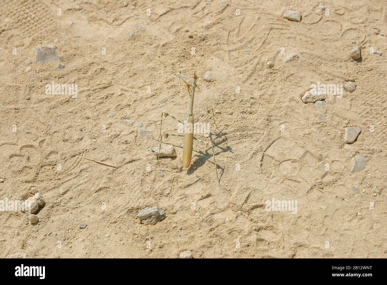 Solitary stick insect, phasmatodea, in the desert in Namibia Stock ...