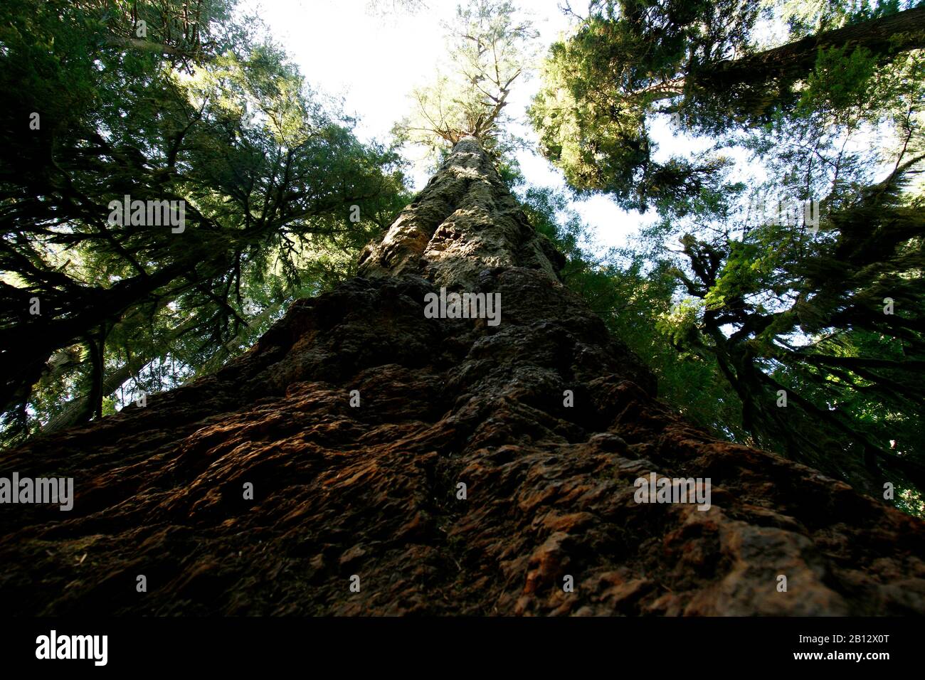 Cathedral grove. MacMillan Provincial Park. Vancouver island. British ...