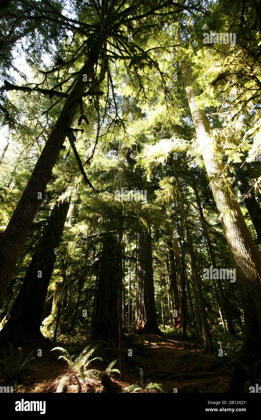 Cathedral Grove. MacMillan Provincial Park. Vancouver island. British ...
