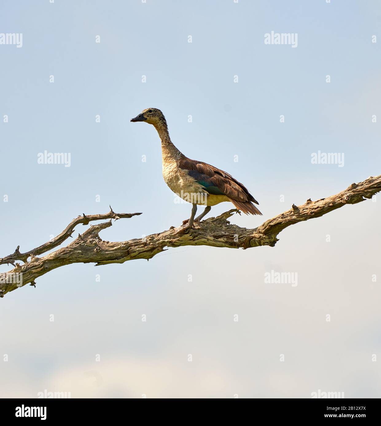 Tree duck hi-res stock photography and images - Alamy