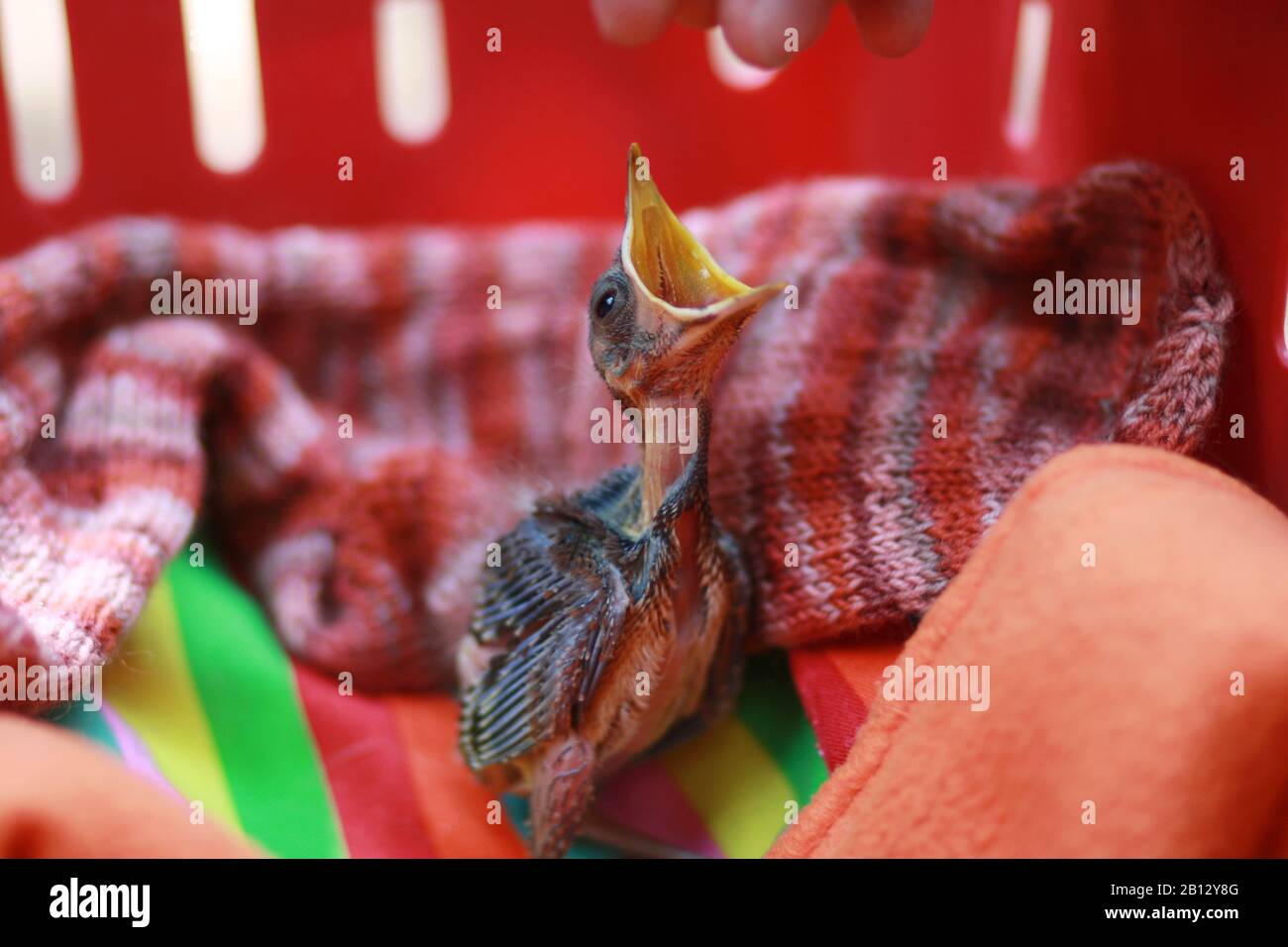 Young bird open beak hi-res stock photography and images - Alamy