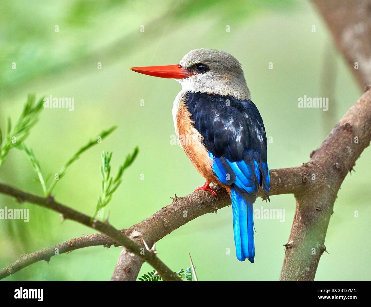 African southern africa east africa east african kenya kenyan hi-res ...