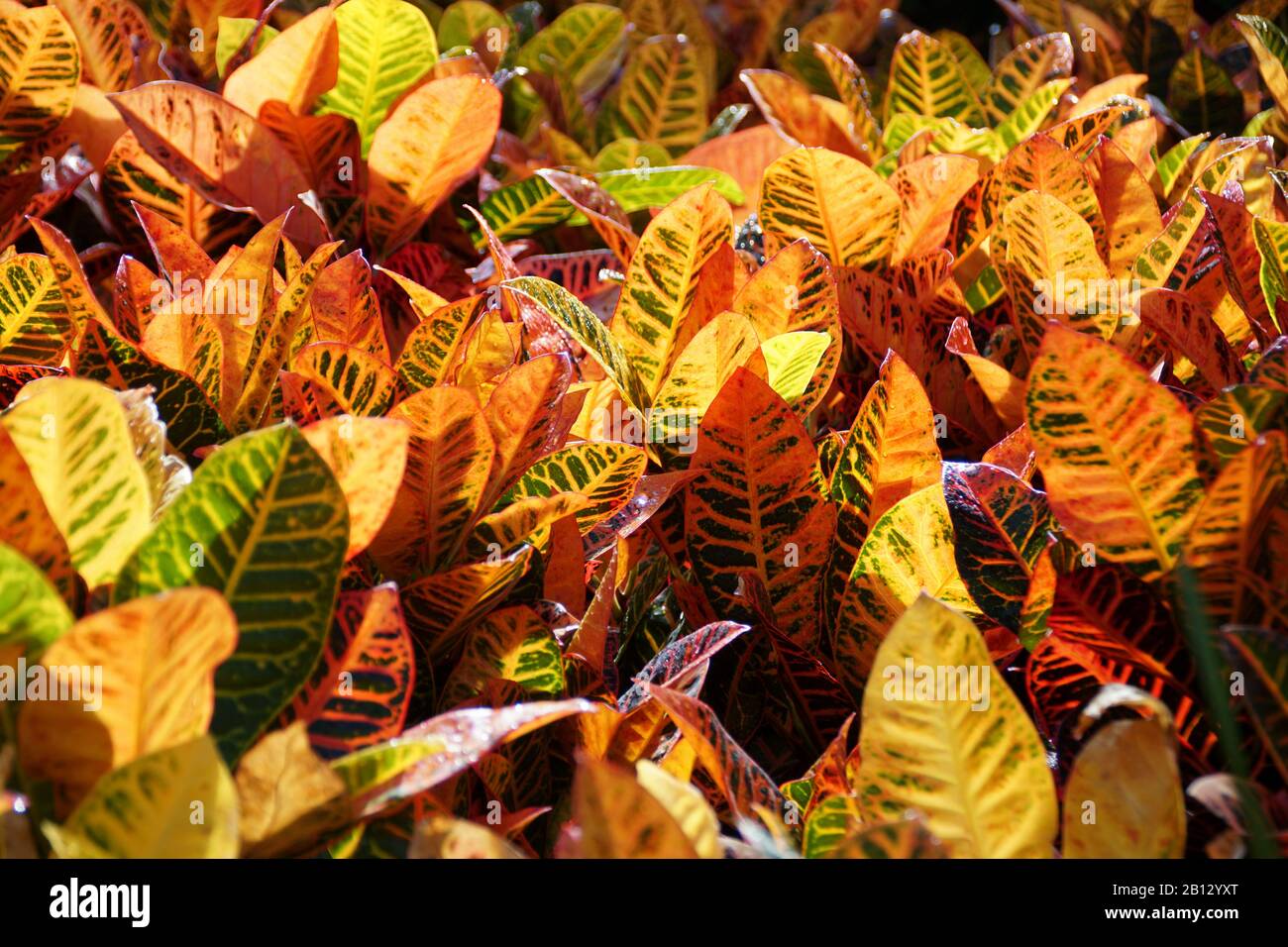 Multi-color Croton Nervia Plant, a beautiful tropical houseplant Stock ...