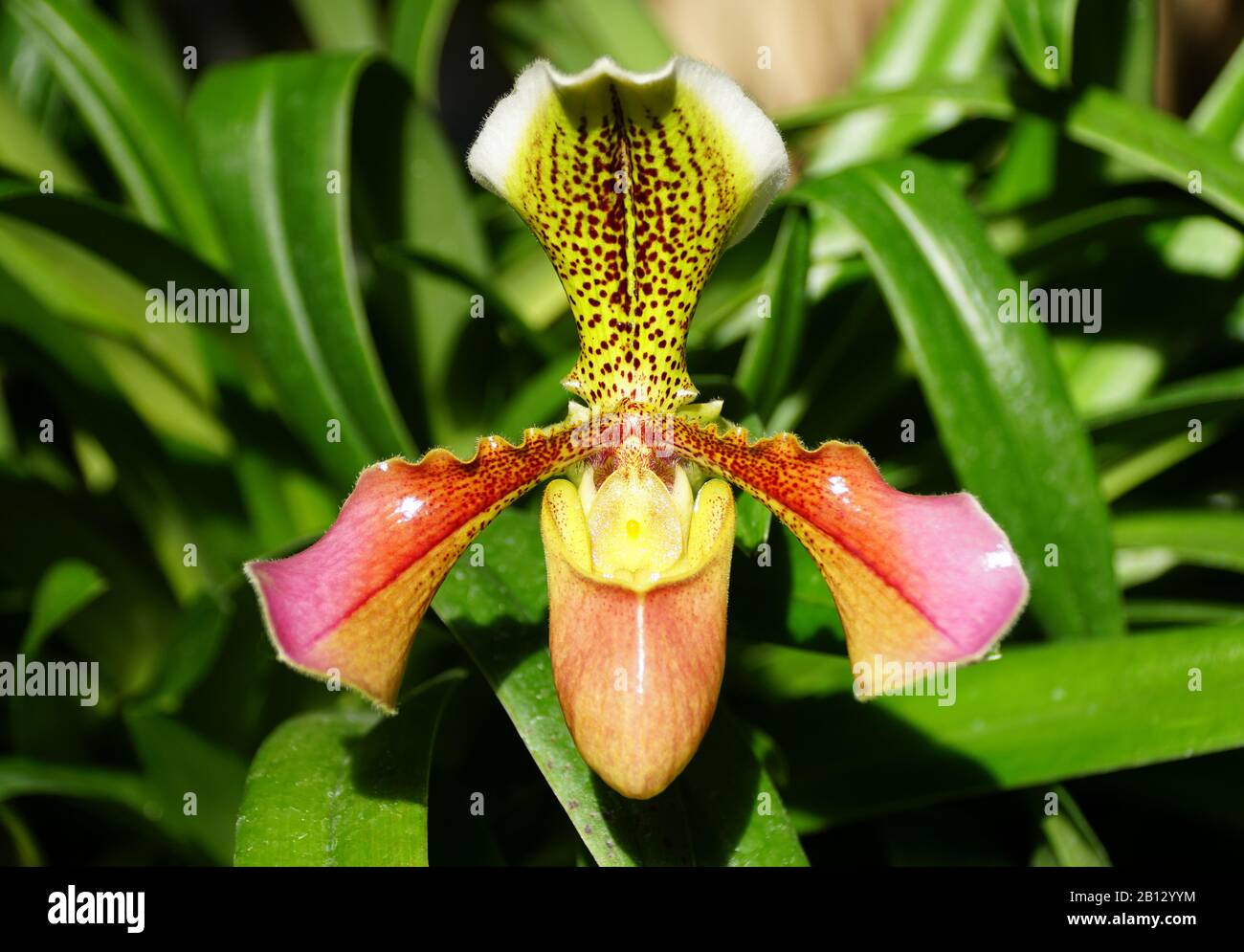 Invisible flower hi-res stock photography and images - Alamy