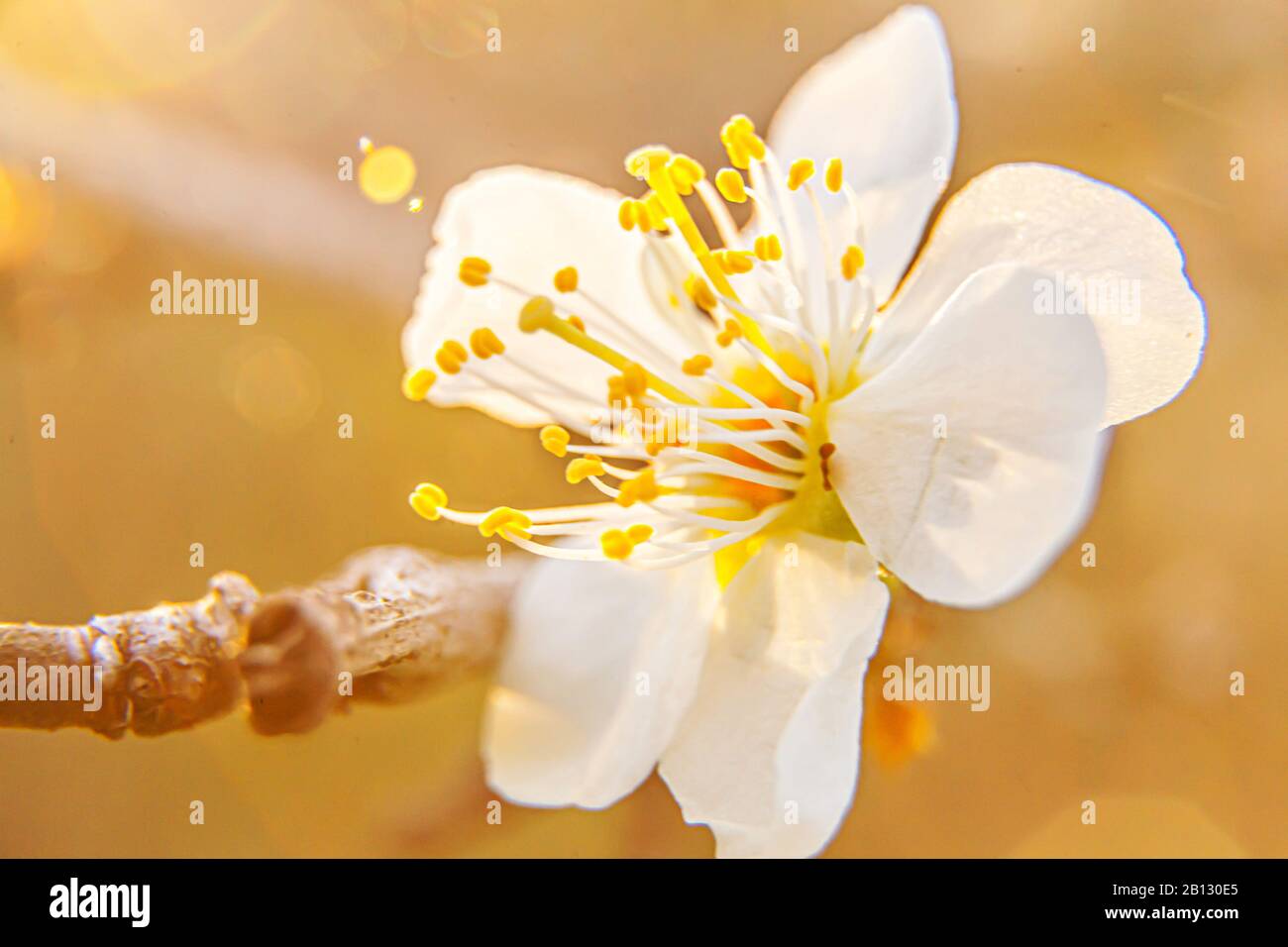 Beautiful white cherry blossom sakura flowers macro close up in spring ...