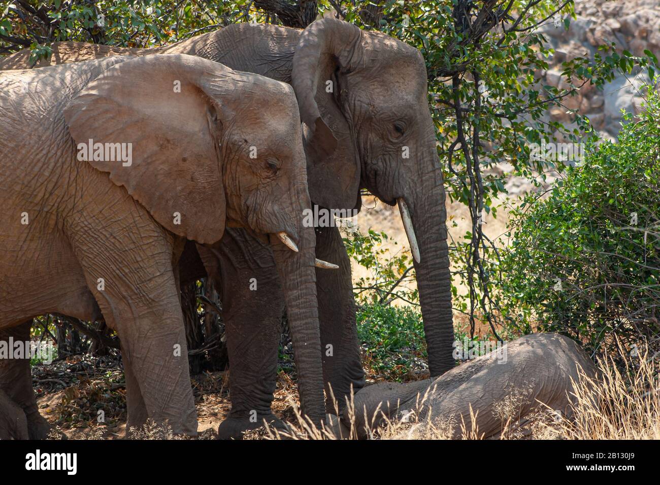 Namibian Desert Elephant, loxodonta africana, lying down surrounded by ...