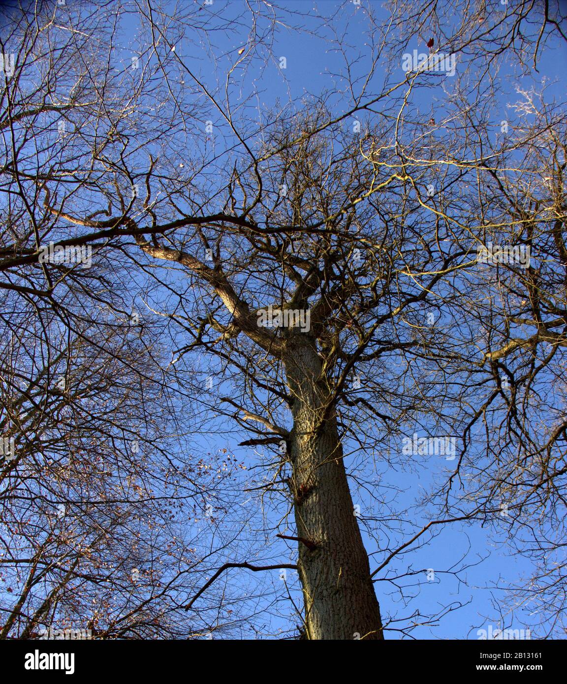 View into the treetop hi-res stock photography and images - Alamy