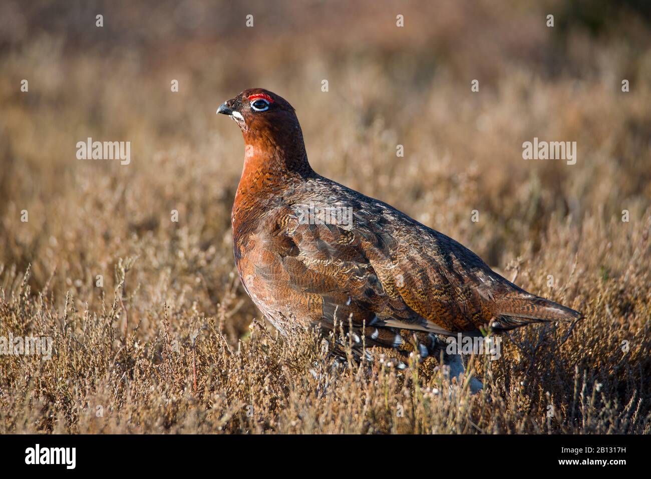 Heather north york moors hi-res stock photography and images - Alamy