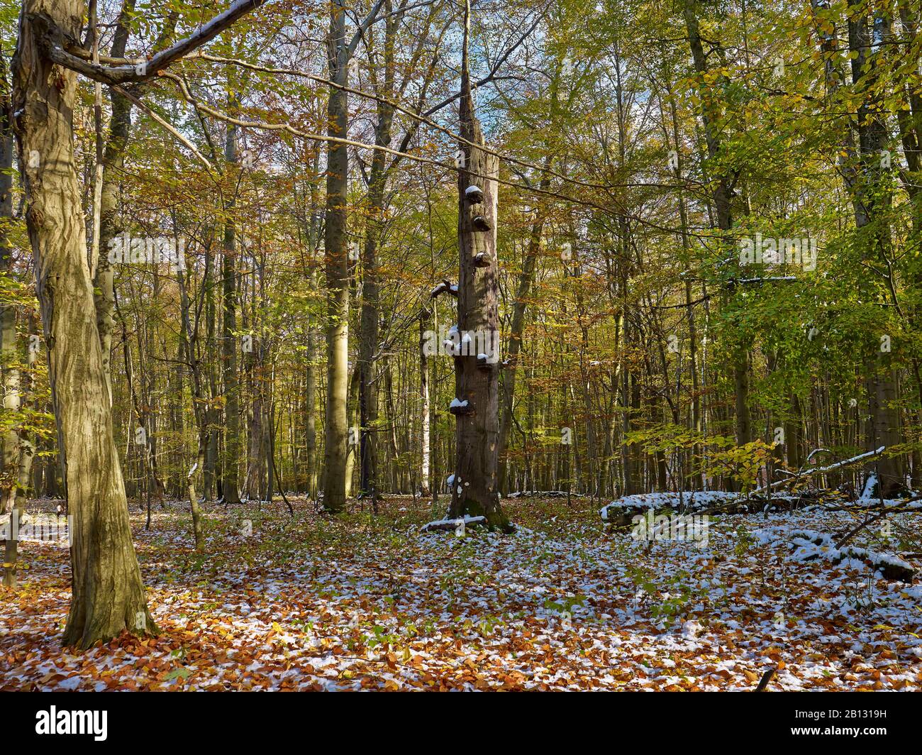 Tree trunk with mushrooms Hainich National Park,Thuringia,Germany Stock ...