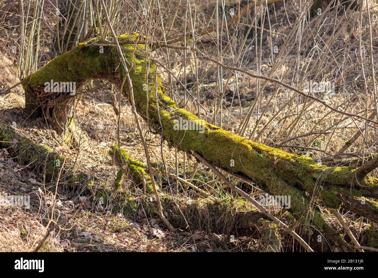 fallen willow tree covered with moss, from which young branches grow ...