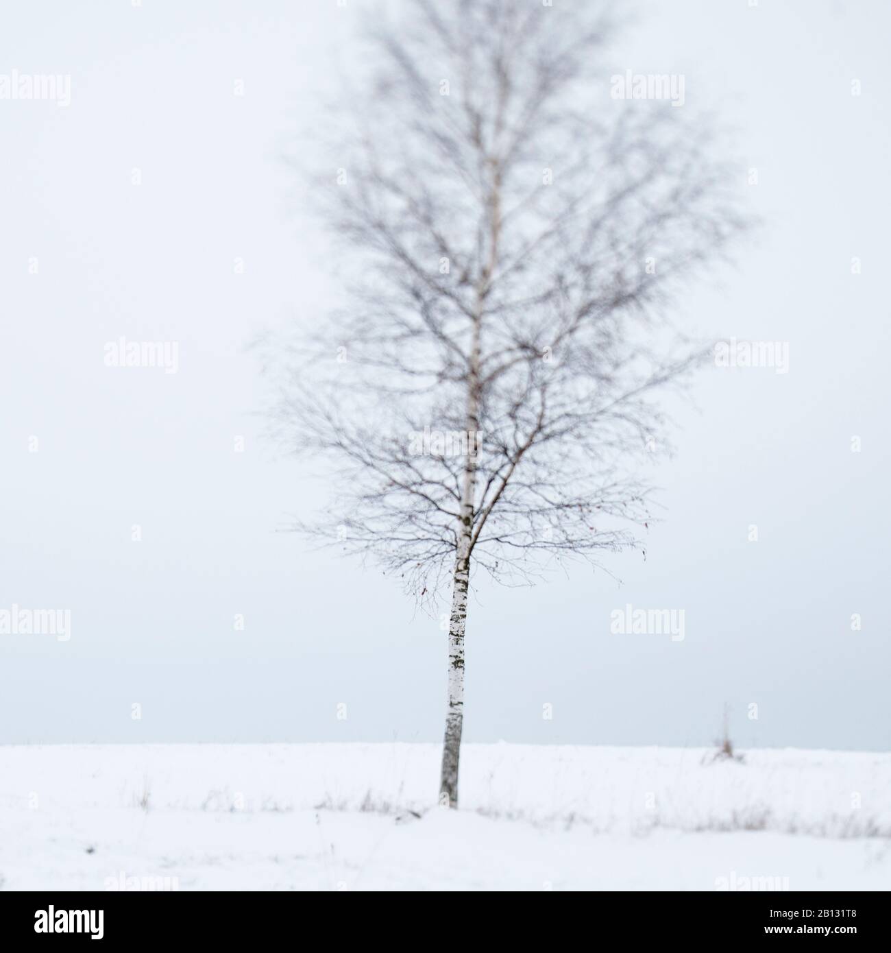 Tree in the winter hi-res stock photography and images - Alamy