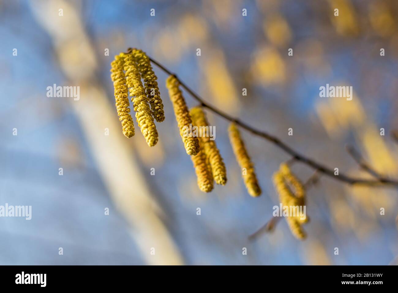 yellow catkins on the branches of a tree in the background of the blue ...