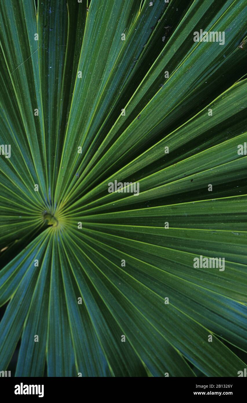 Thrinax radiata thrinax radiata hi-res stock photography and images - Alamy