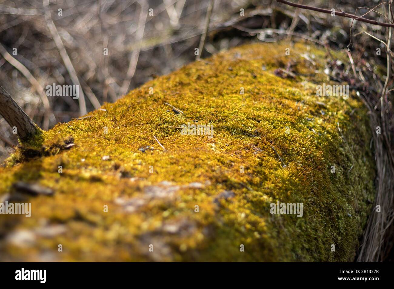 Moss lichen on trunk dead hi-res stock photography and images - Alamy