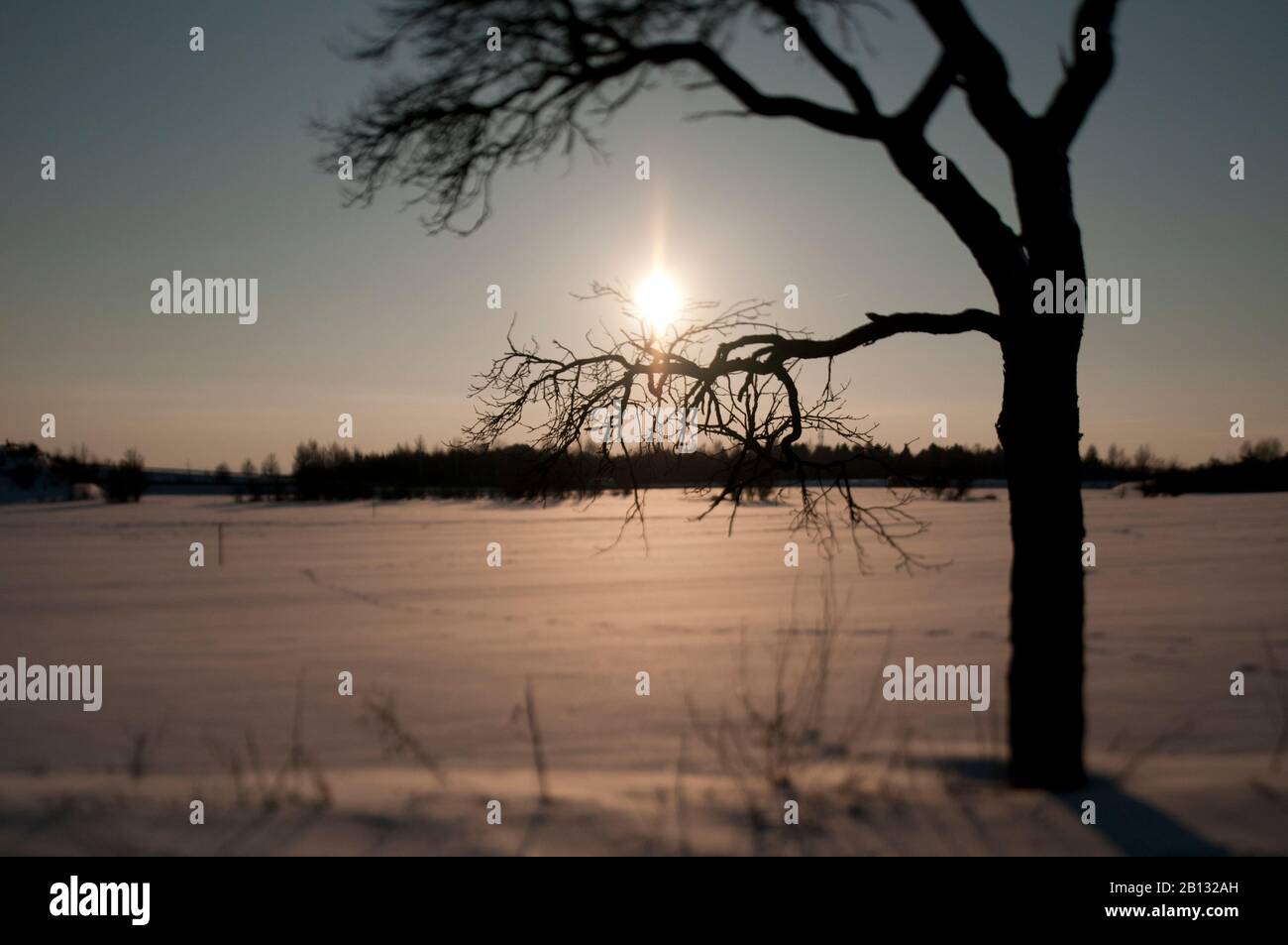 Tree in winter Stock Photo - Alamy