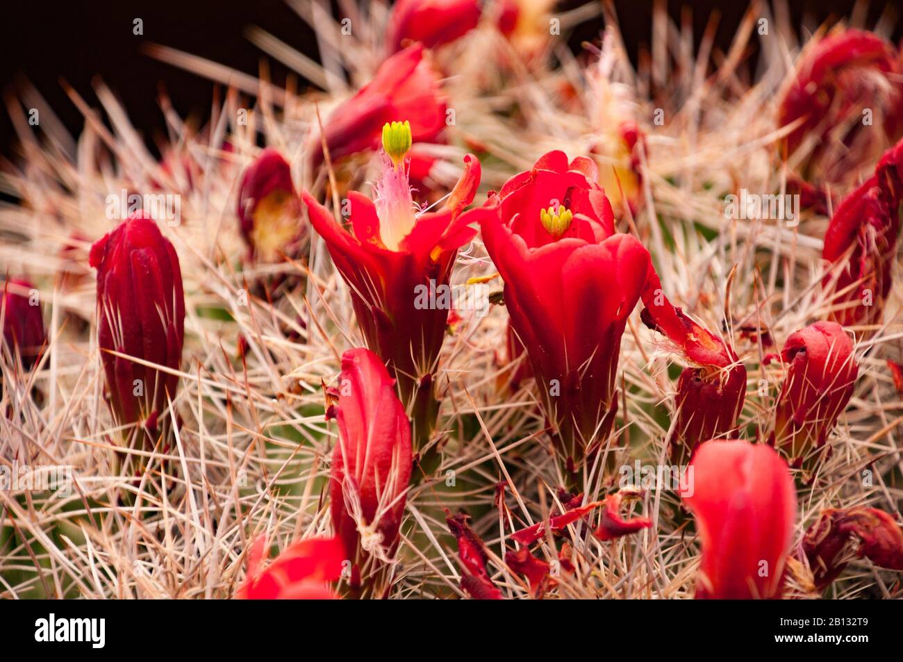 Moab utah cactus hi-res stock photography and images - Alamy