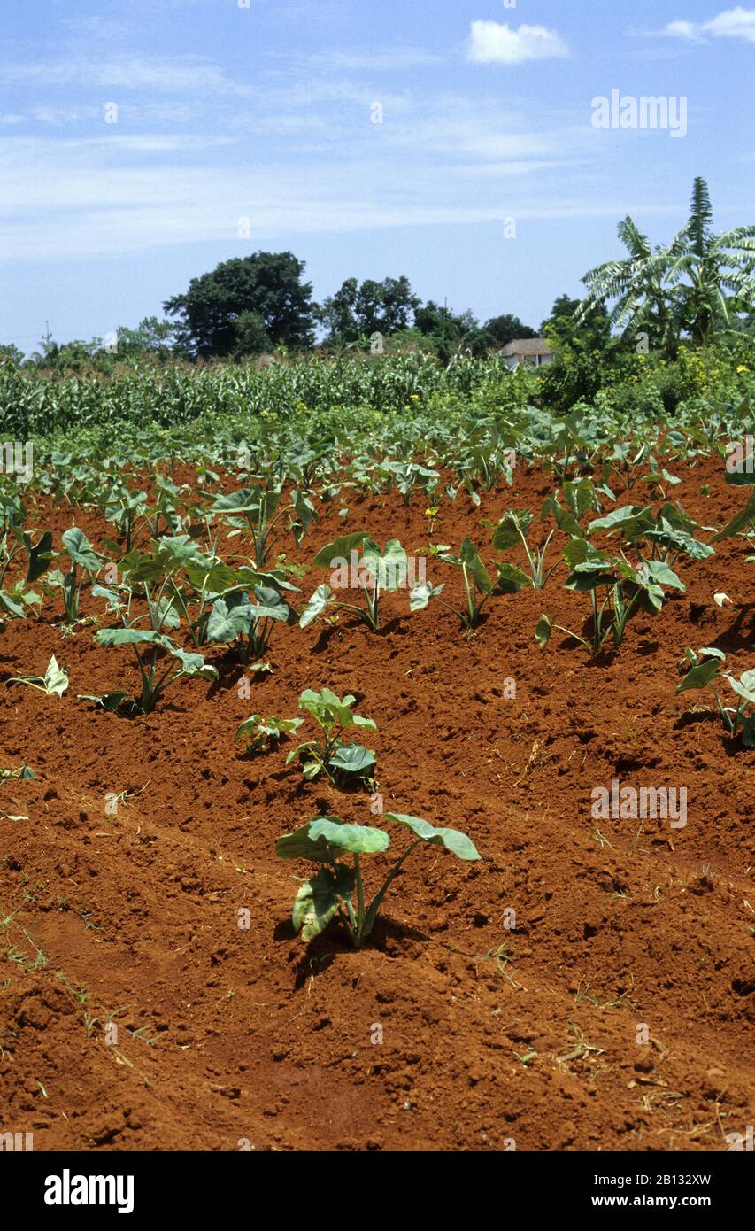 Taro plantation hi-res stock photography and images - Alamy