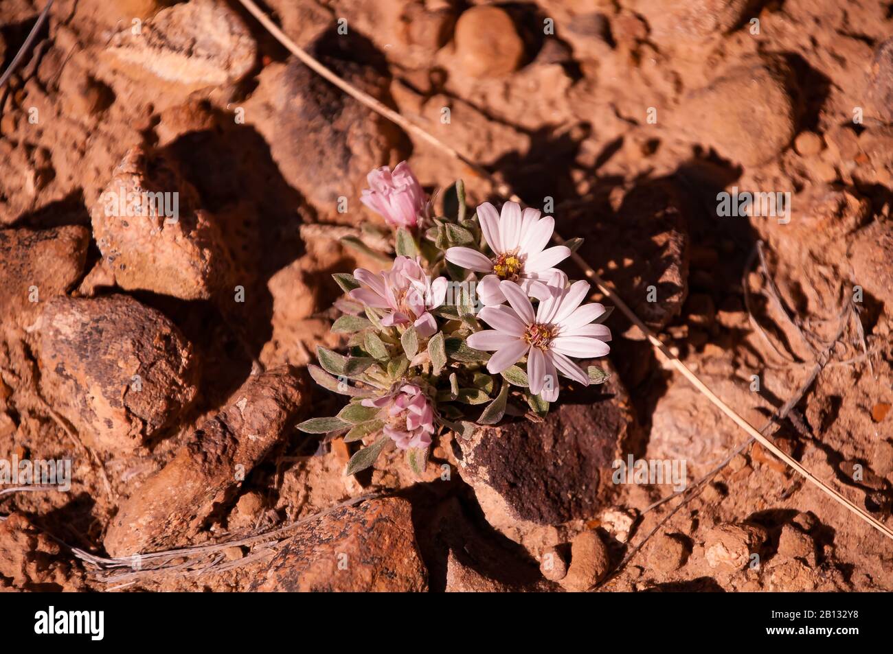 Utah desert flowers hi-res stock photography and images - Alamy