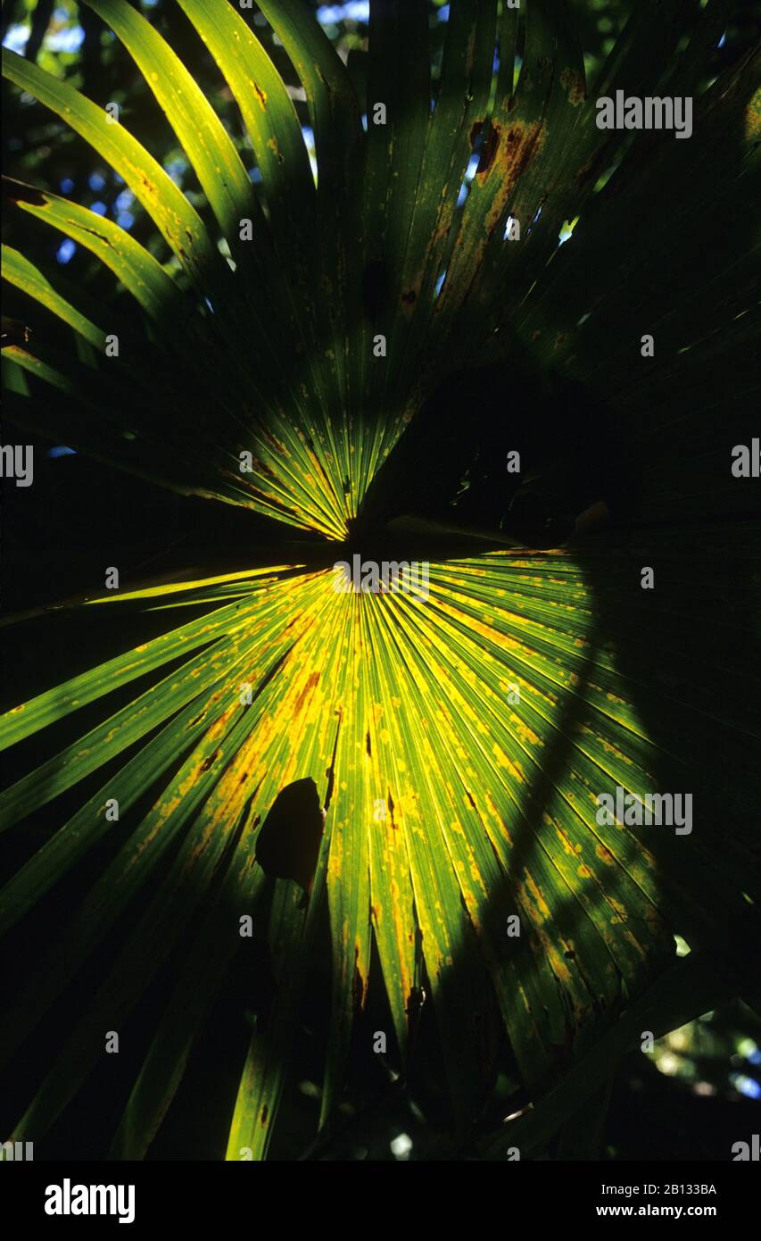 Leaf of palm tree. Guanahacabibes peninsula. Cuba Stock Photo - Alamy