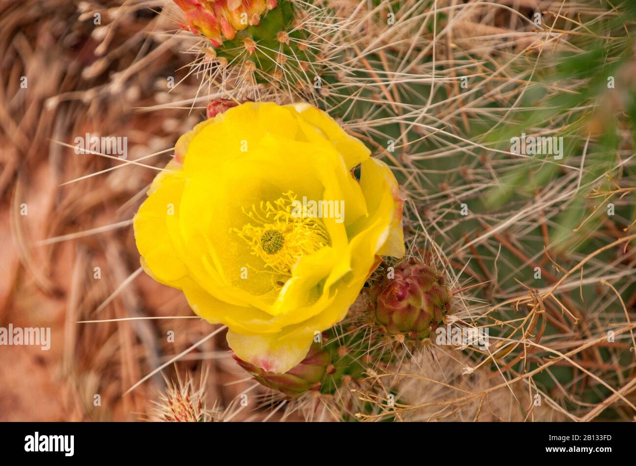 Moab utah cactus hi-res stock photography and images - Alamy