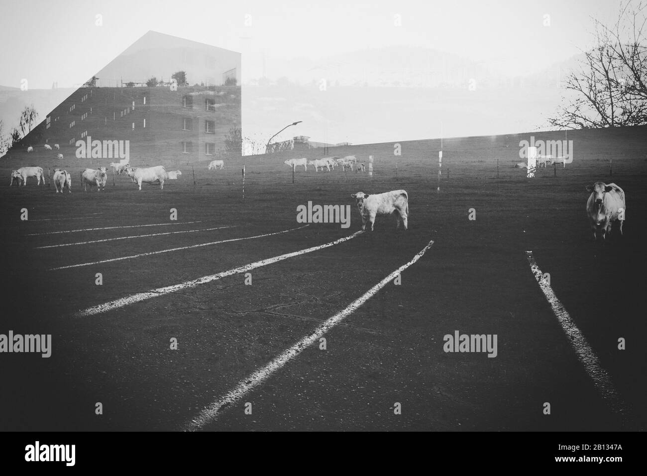 City cows Black and White Stock Photos & Images - Alamy