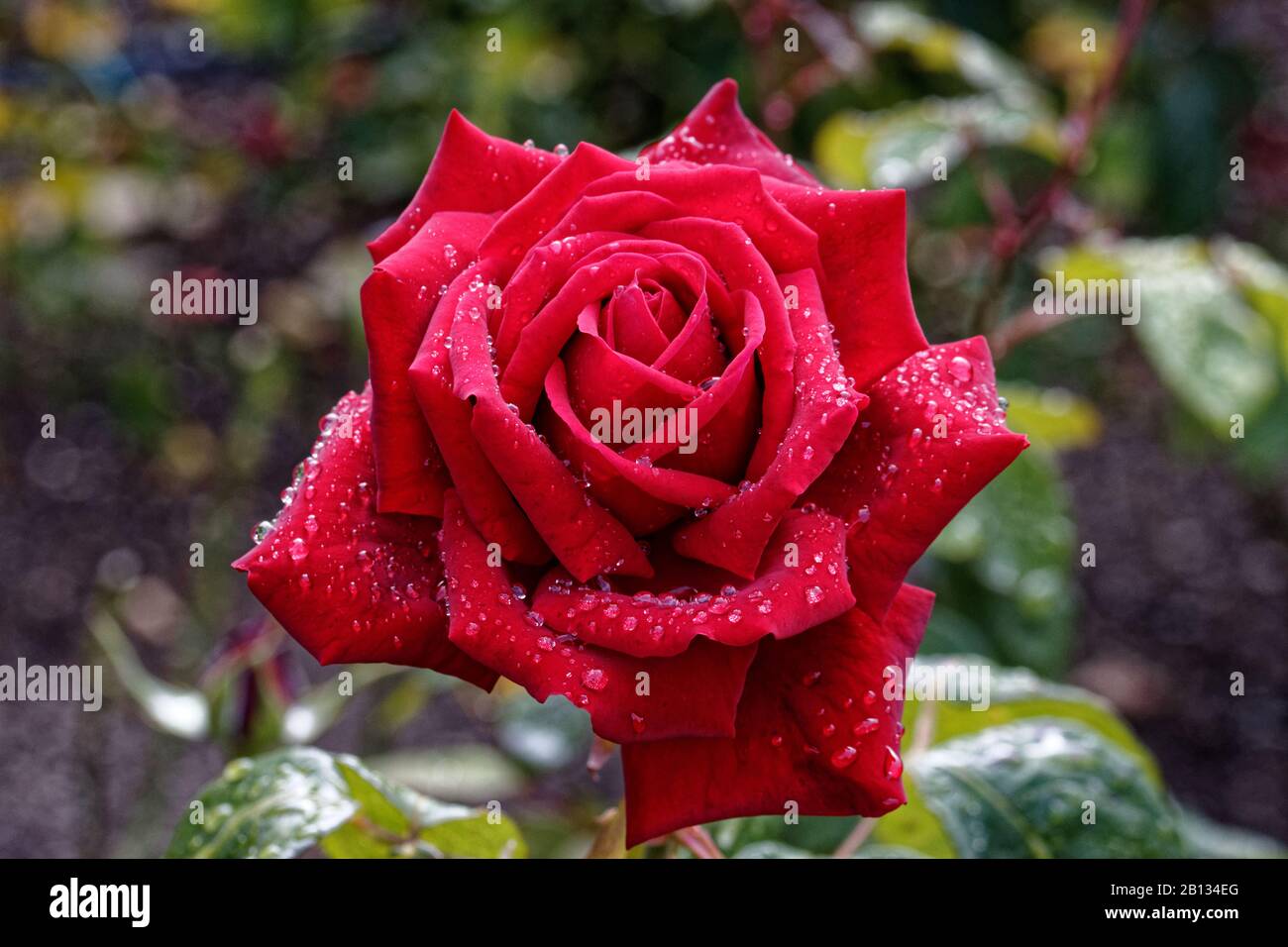 In Loving Memory Roses