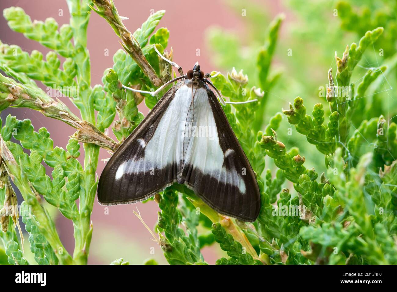Box tree moth hi-res stock photography and images - Alamy