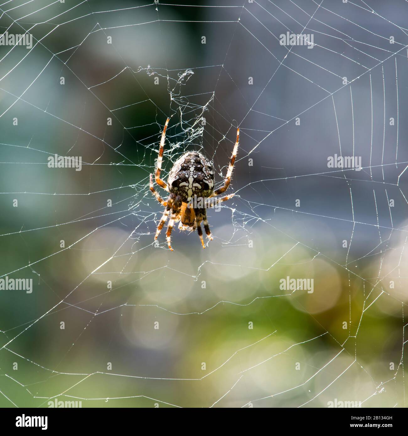 Araneomorphae hi-res stock photography and images - Alamy