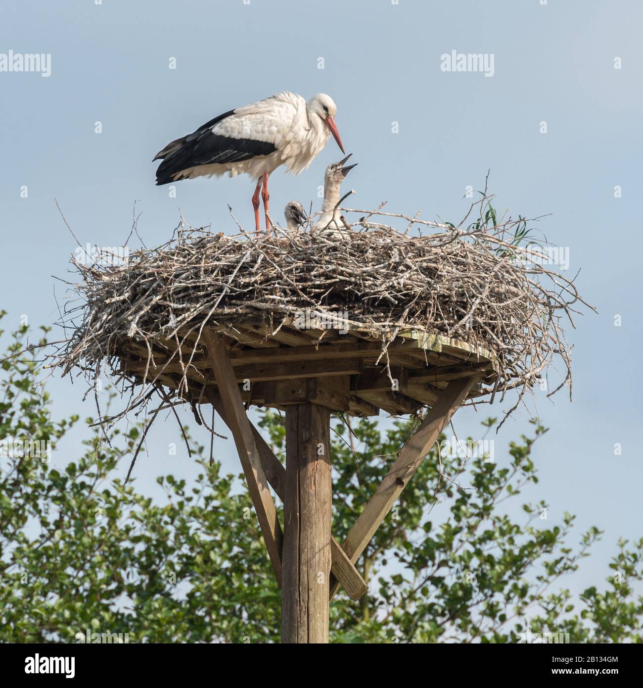 Stork with baby hi-res stock photography and images - Alamy
