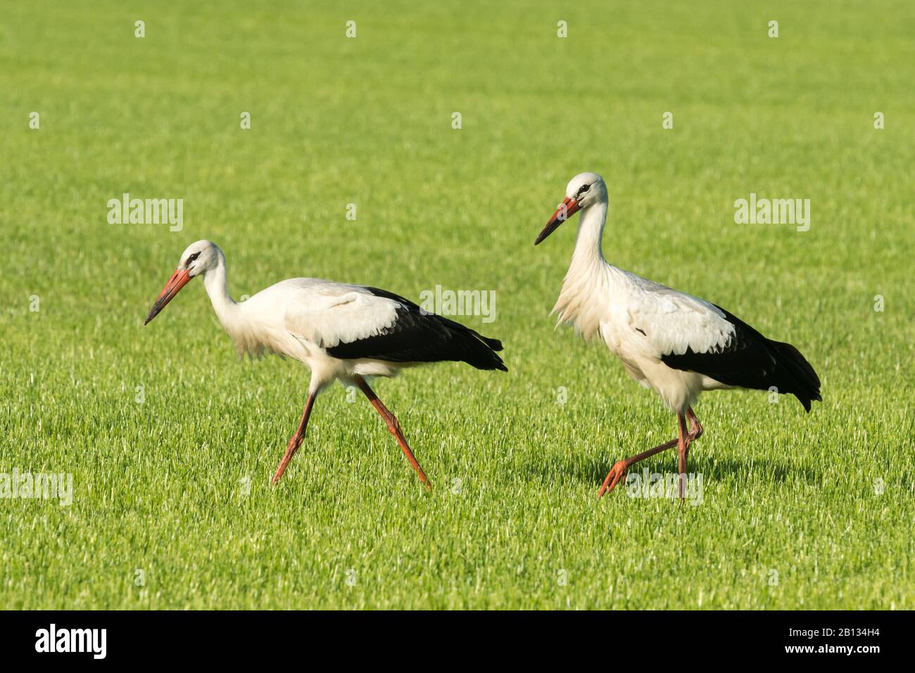 Storks looking for food hi-res stock photography and images - Alamy