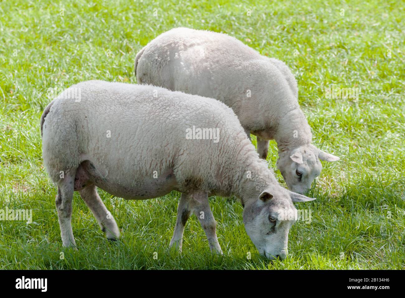 Udders hi-res stock photography and images - Alamy
