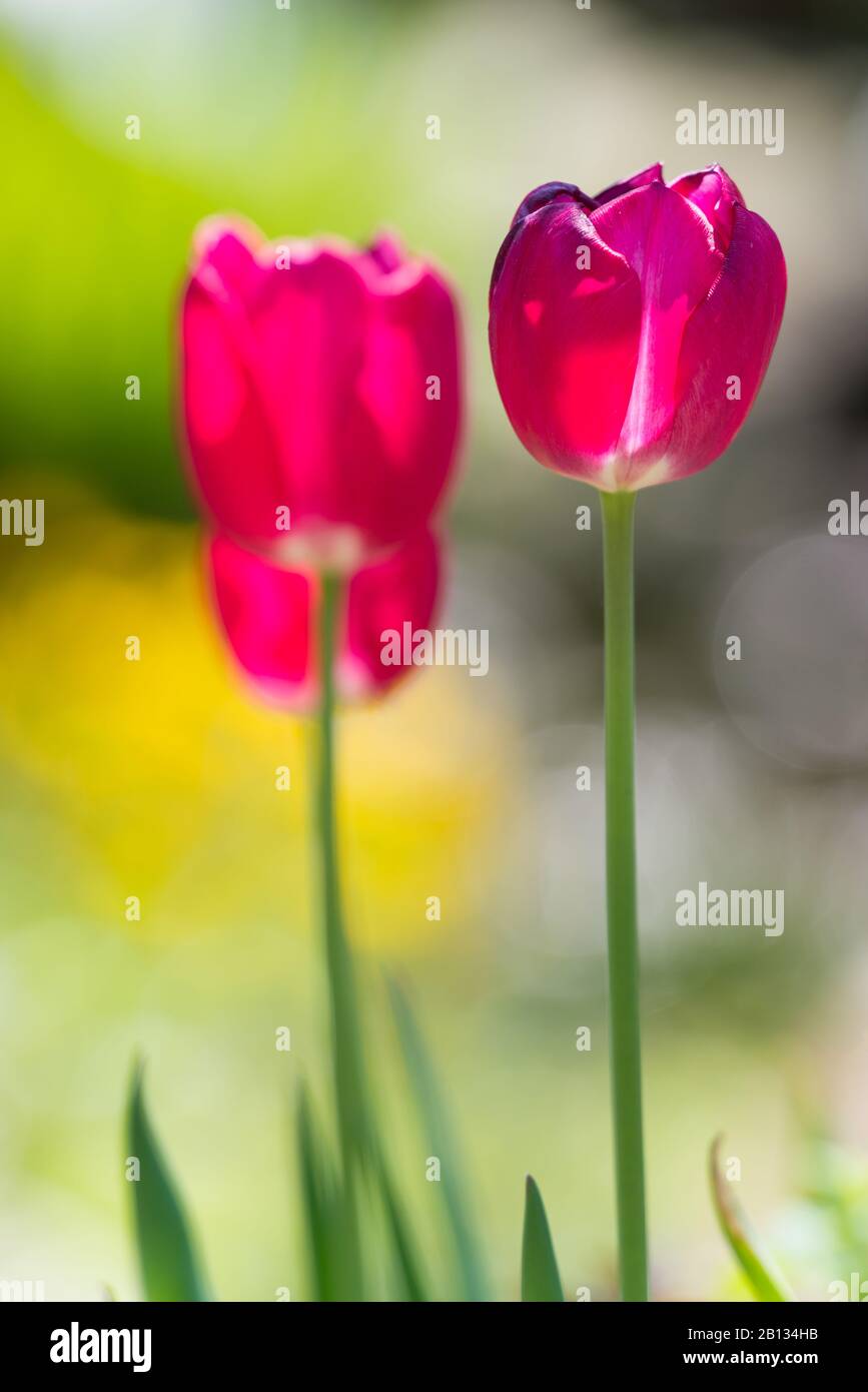 Tulips spring sunshine hi-res stock photography and images - Alamy