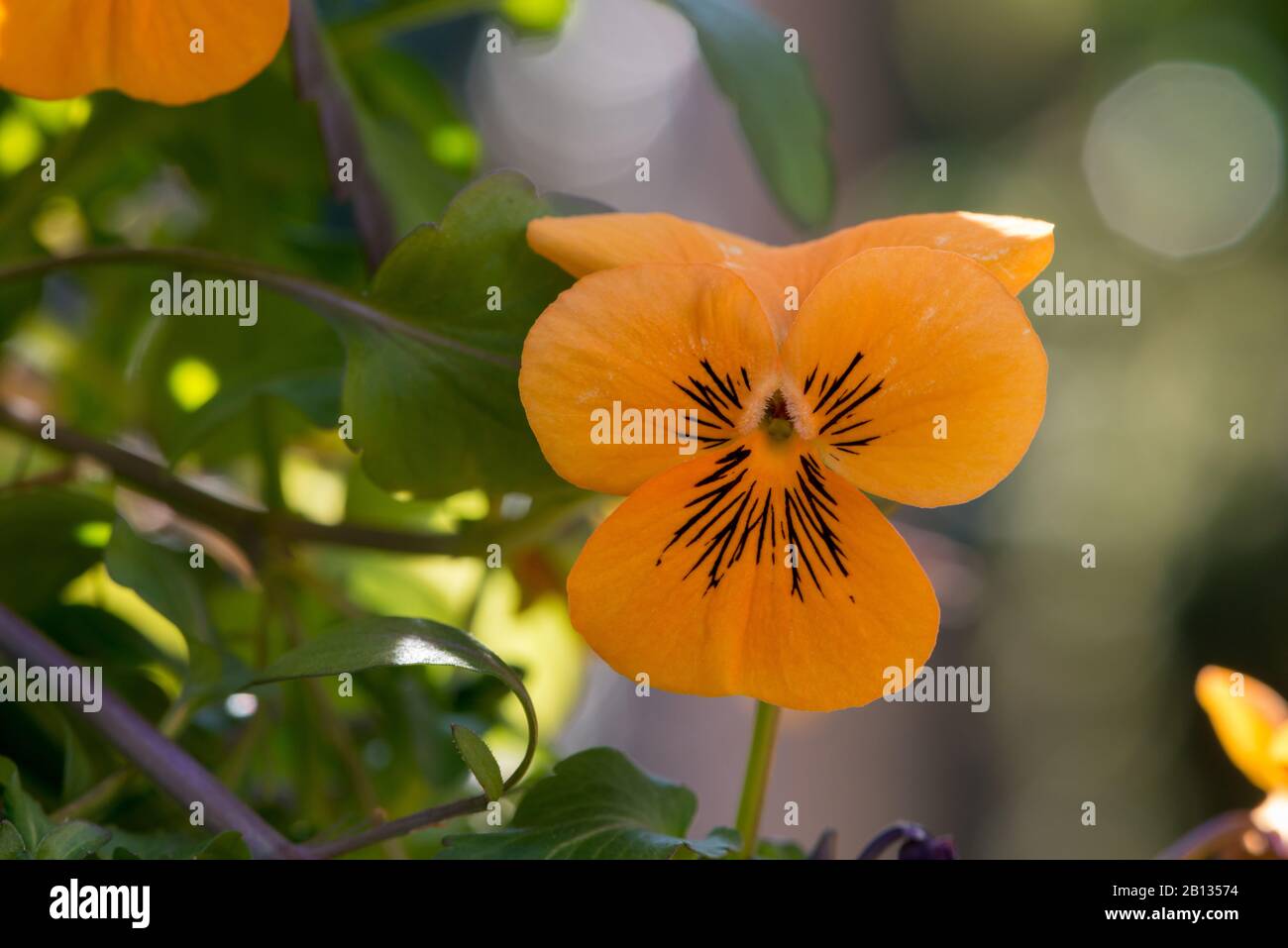 Orange sun pansy hi-res stock photography and images - Alamy