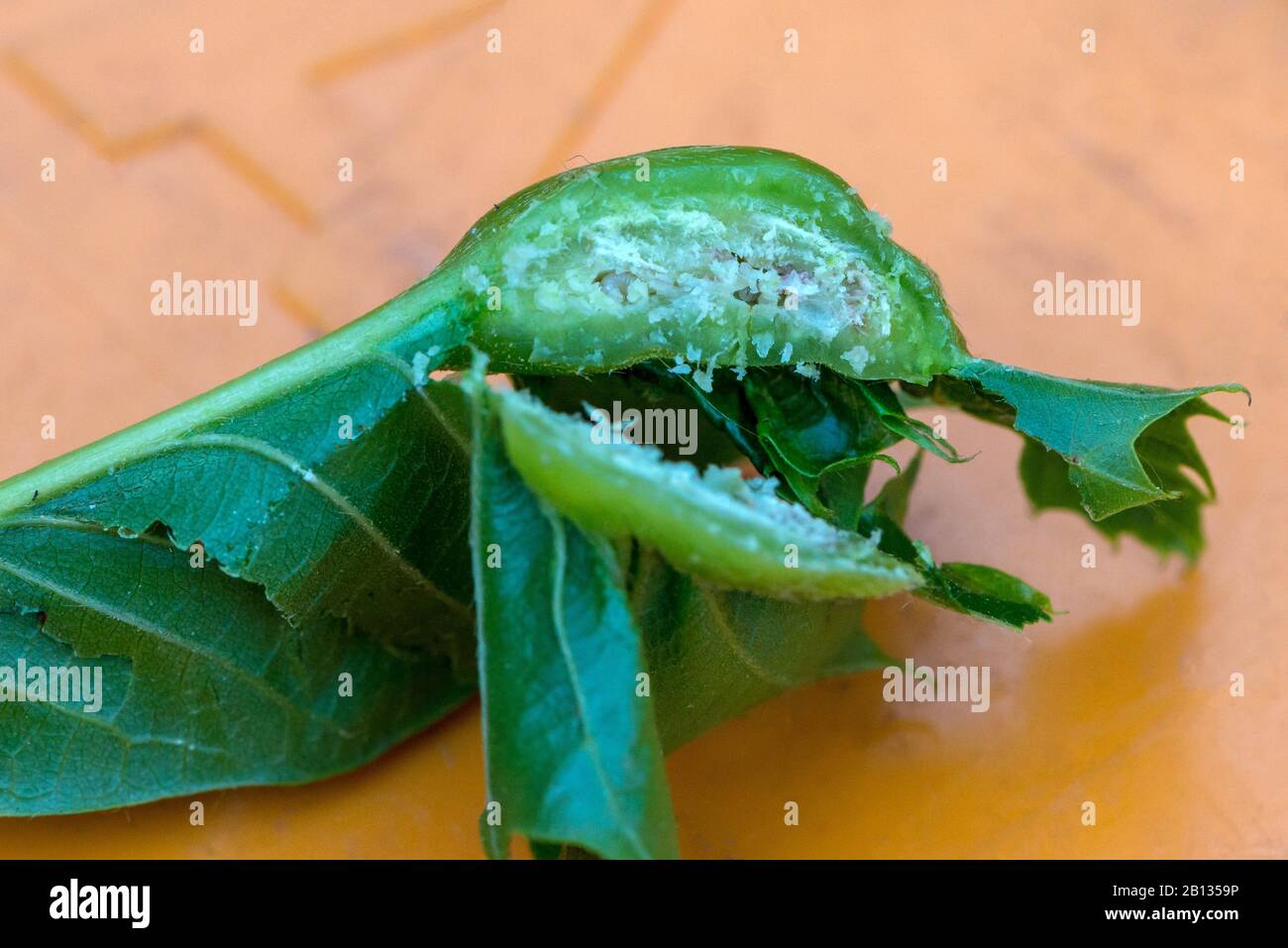 Gall wasp larvae hi-res stock photography and images - Alamy