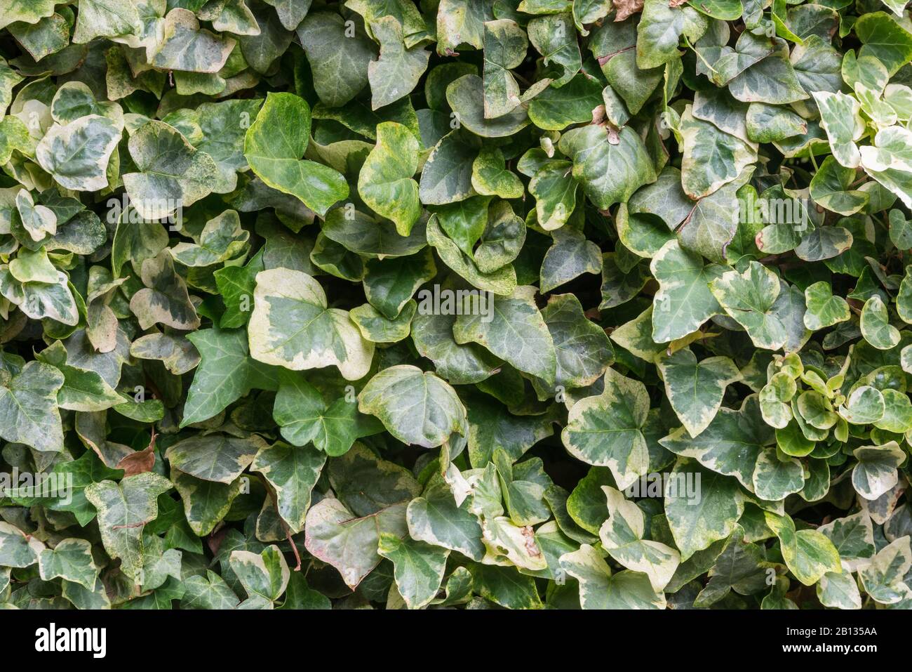 Hedera araliaceae hi-res stock photography and images - Alamy