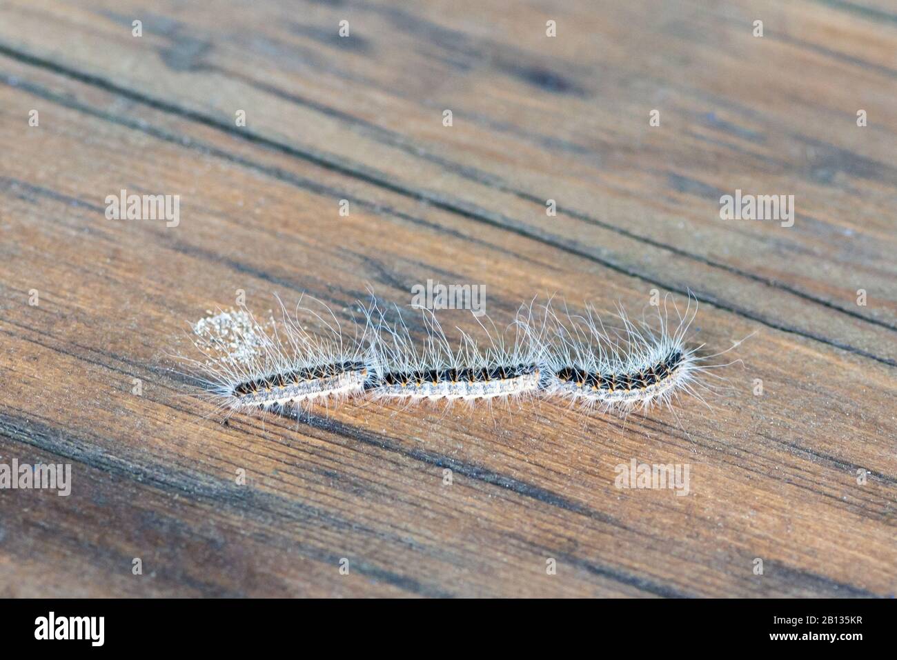 Moth caterpillar oak tree hi-res stock photography and images - Alamy