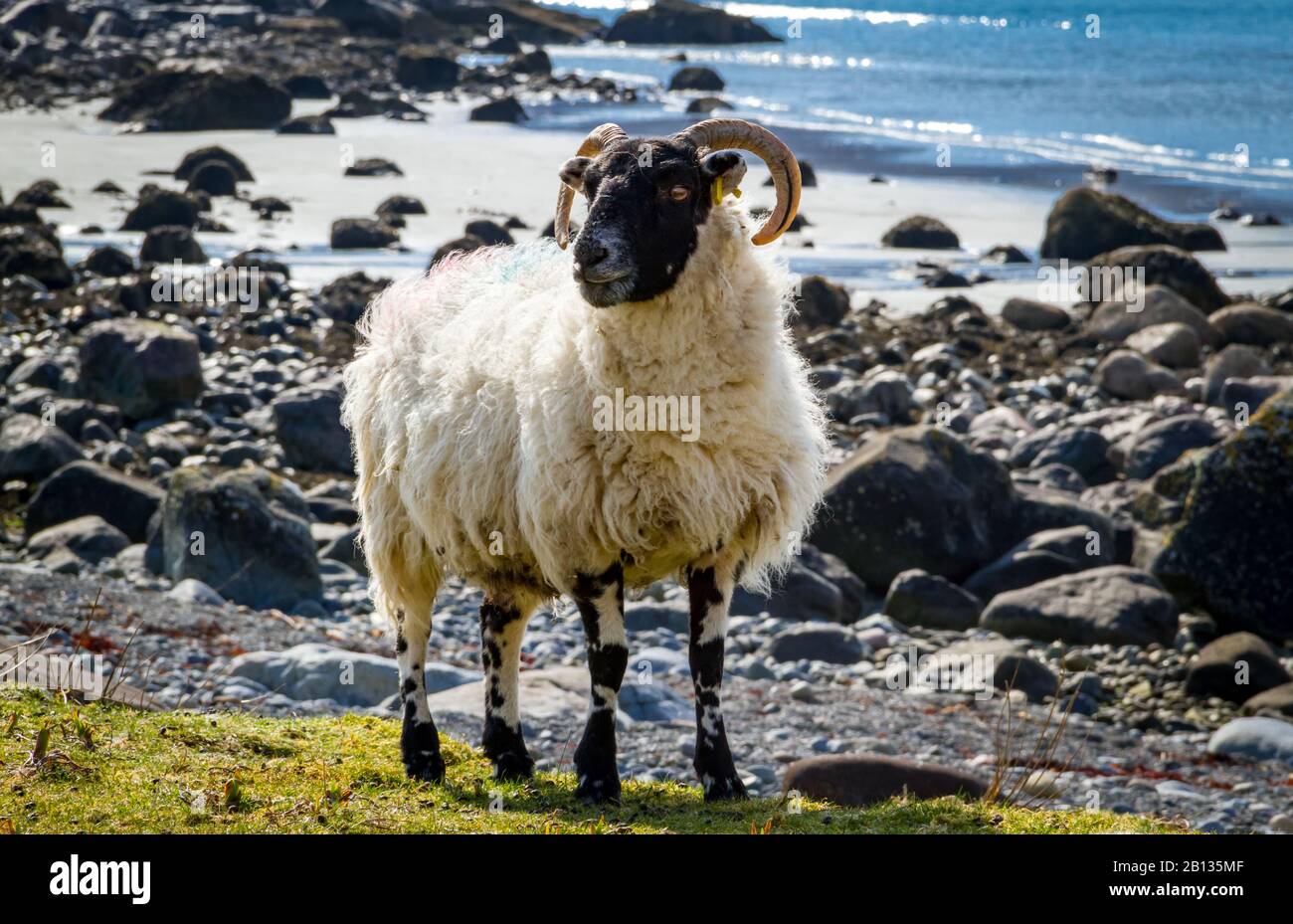 Scottish blackface sheep hi-res stock photography and images - Alamy