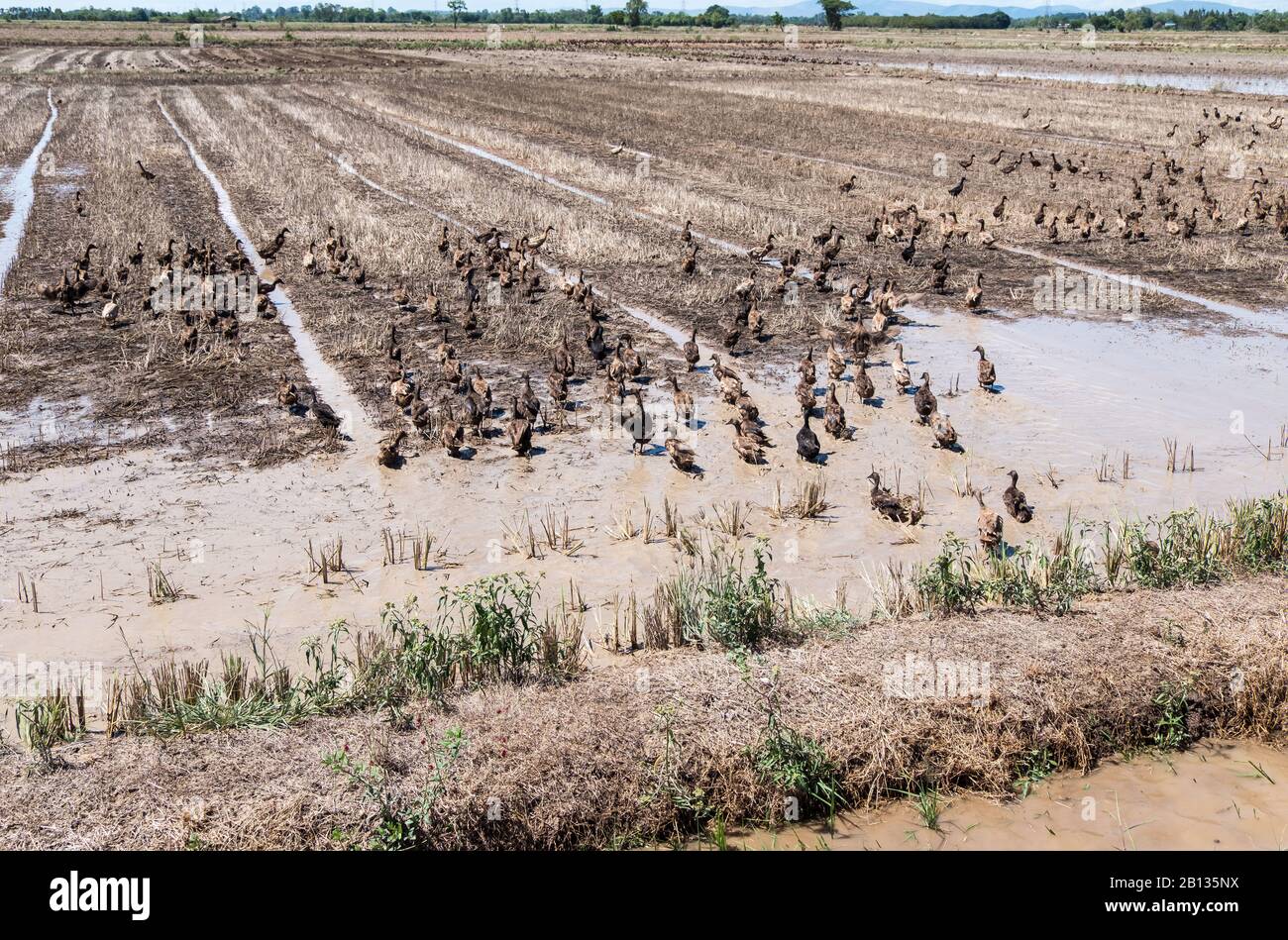 Duck rice field fields hi-res stock photography and images - Alamy