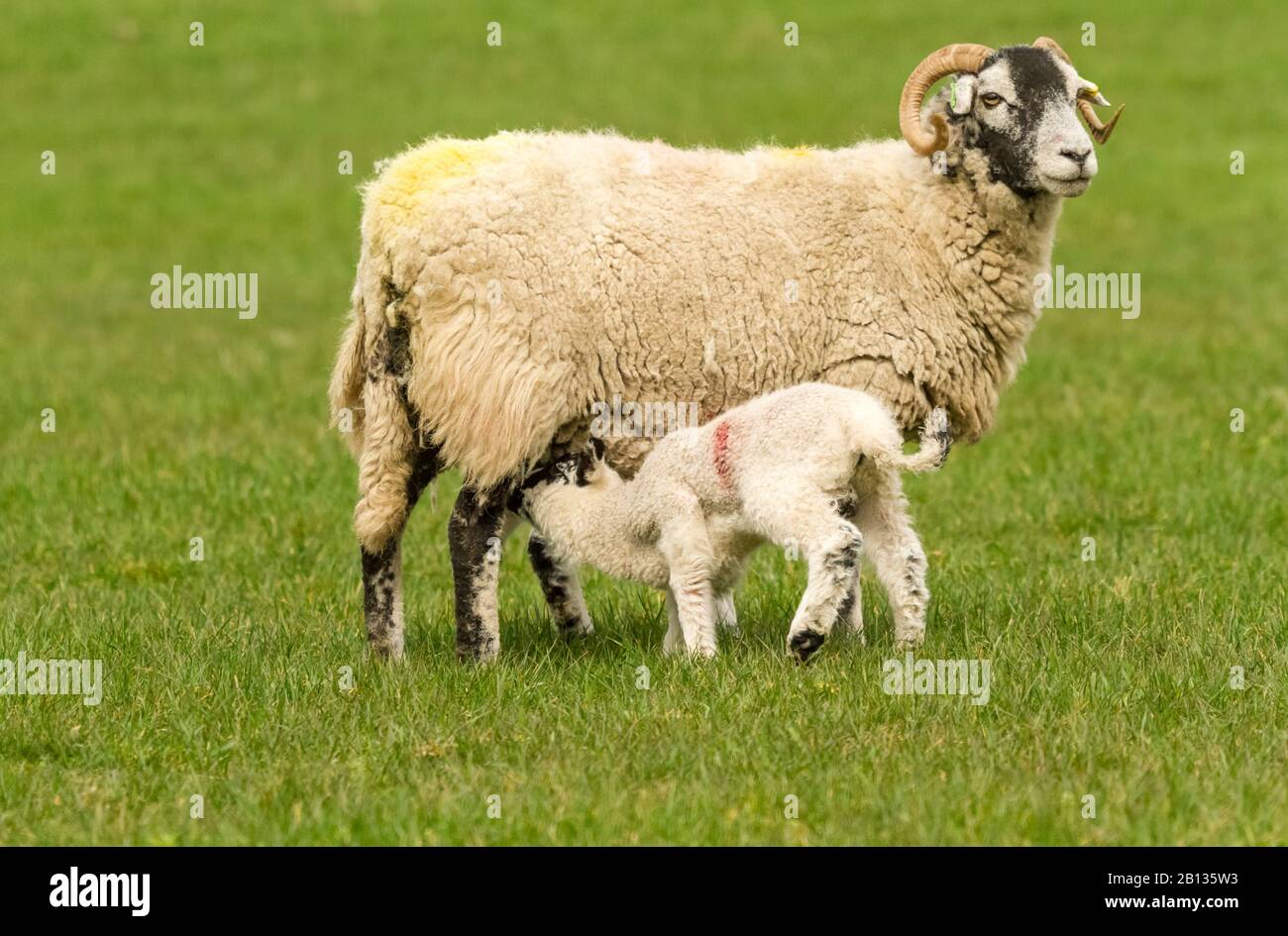 Female sheep hi-res stock photography and images - Alamy
