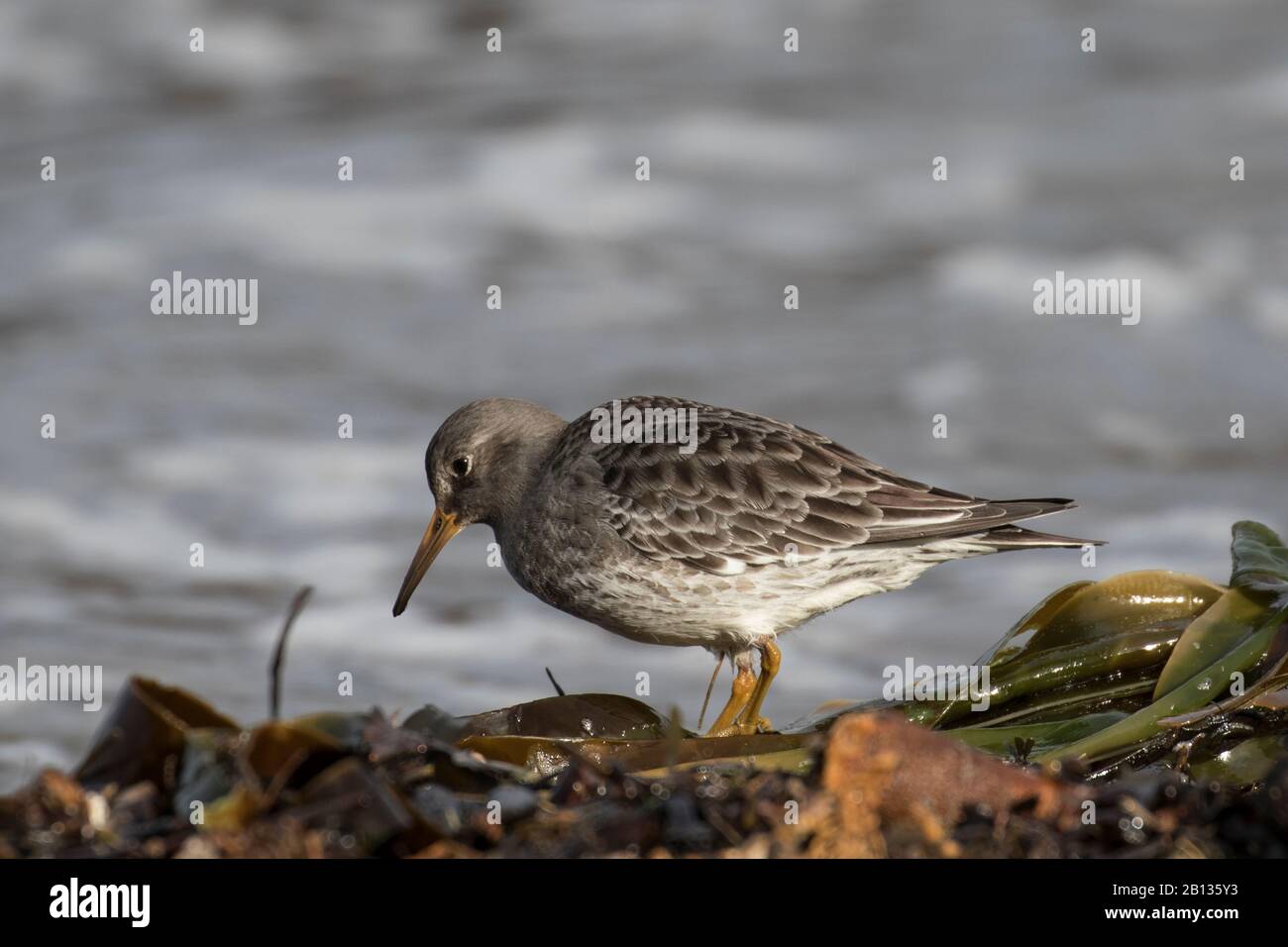 Purple sandpiper uk hi-res stock photography and images - Alamy