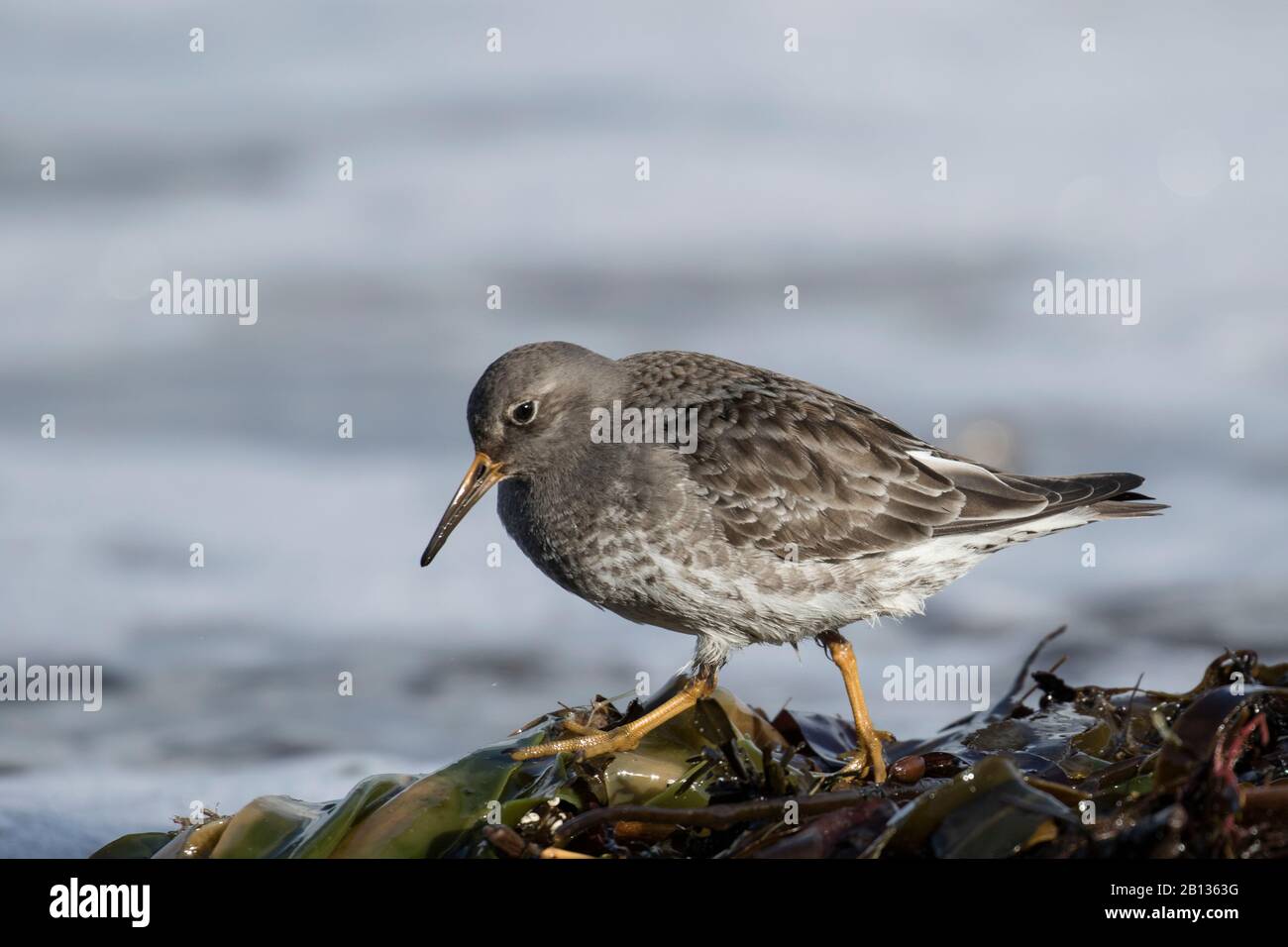 Purple sandpiper uk winter hi-res stock photography and images - Alamy