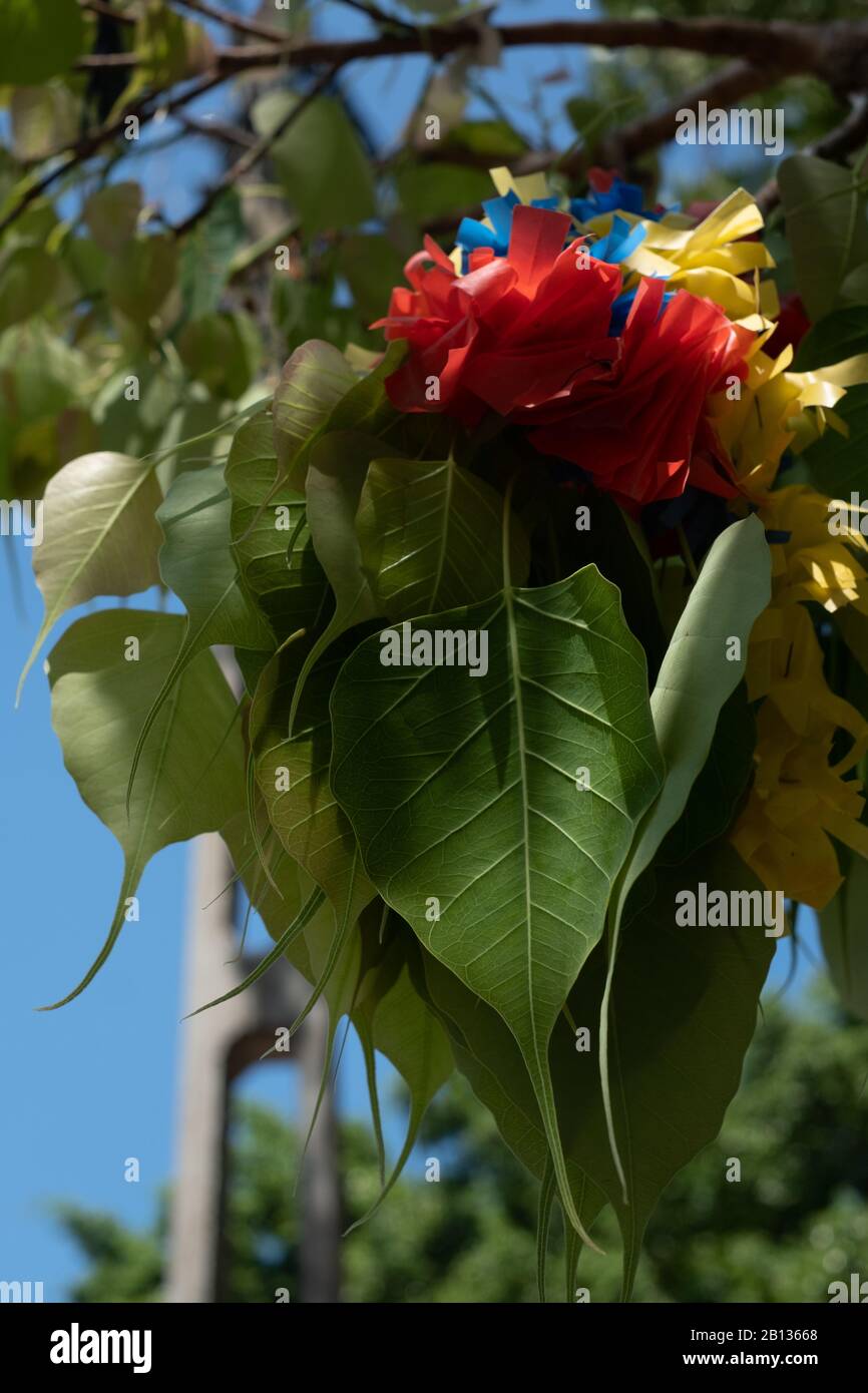 A flowering tropical tree Stock Photo - Alamy