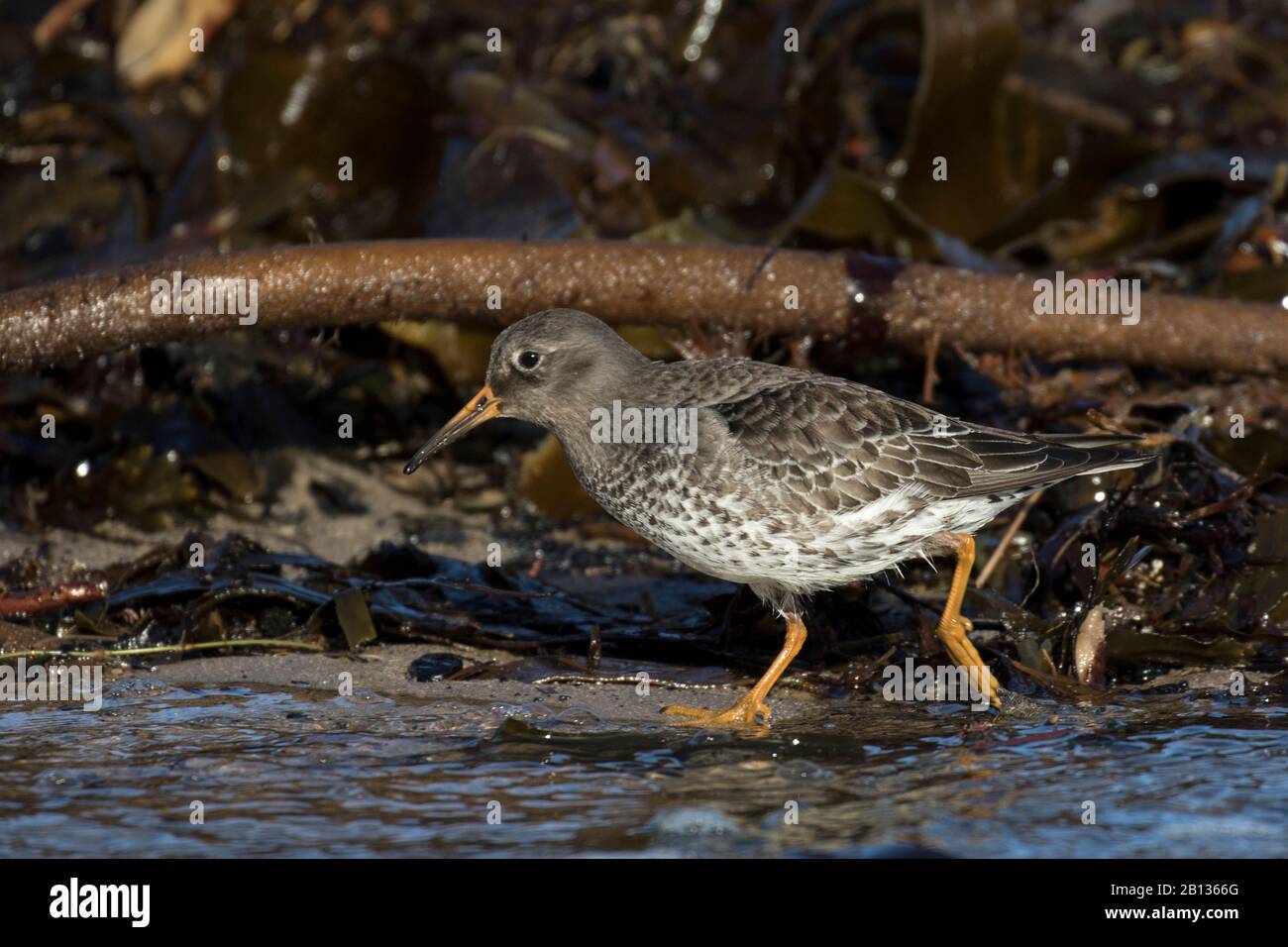 Purple sandpiper uk winter hi-res stock photography and images - Alamy