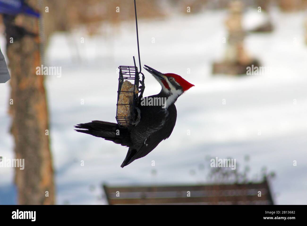 Large woodpeckers hi-res stock photography and images - Alamy