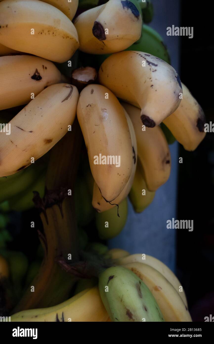 small bananas growing on a tropical tree Stock Photo - Alamy