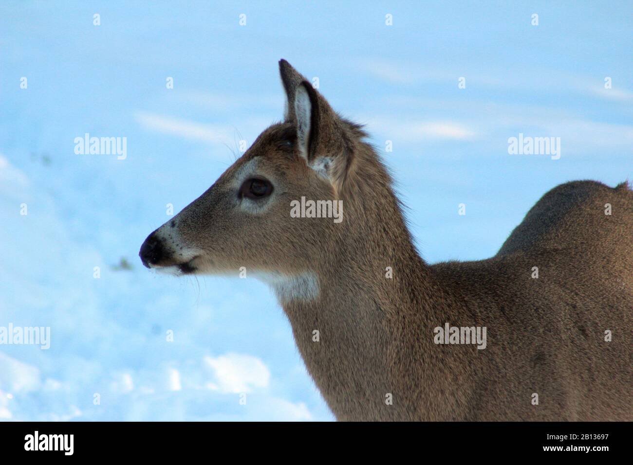 Whitetail deer side view hi-res stock photography and images - Alamy